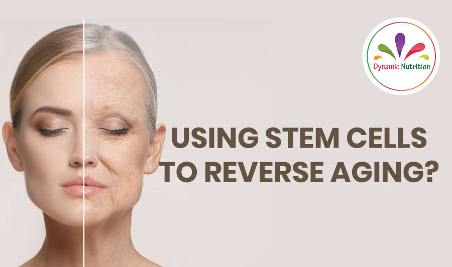 Using Stem Cells To Reverse Aging Dynamic Nutrition
