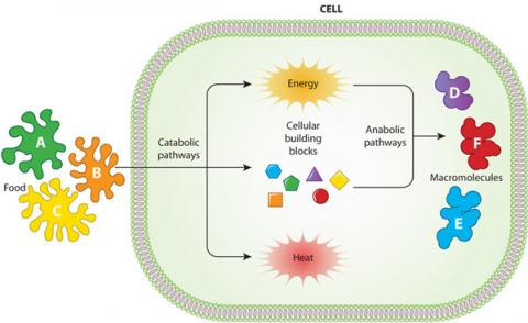 What Are Metabolic Enzymes? | Dynamic Nutrition