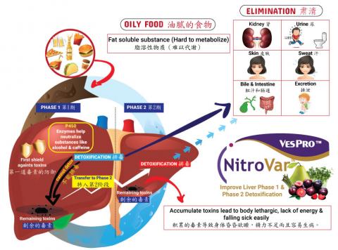 Liver Detoxification | Dynamic Nutrition